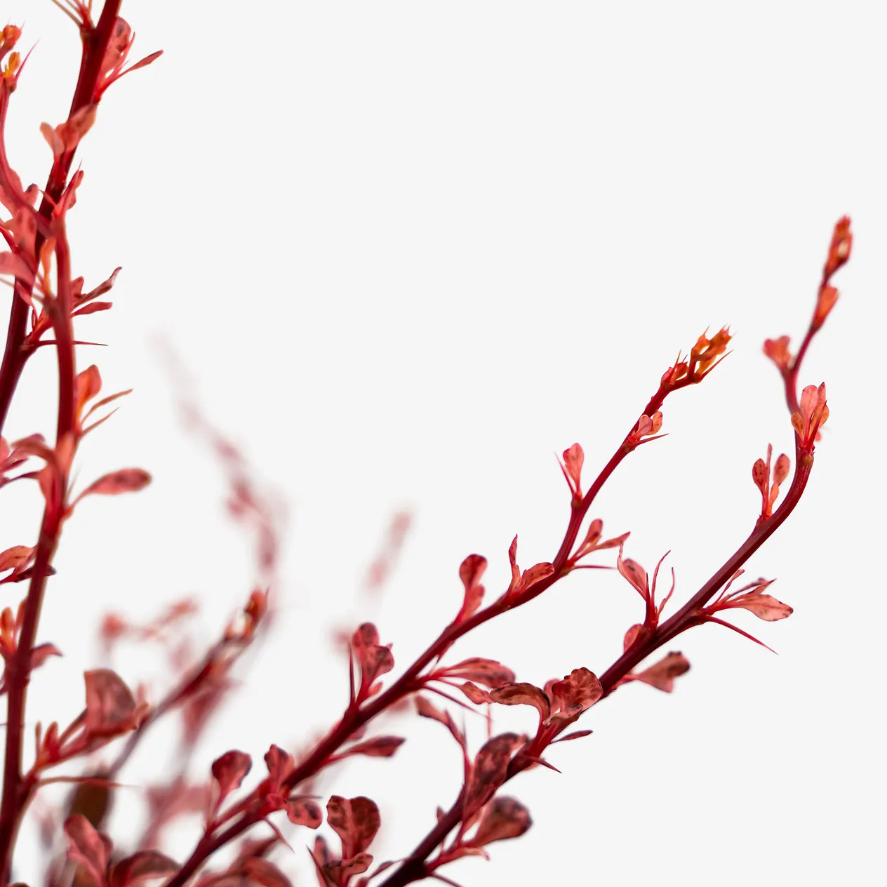 Rose Glow, Rosy Glow Barberry | The Tree Center