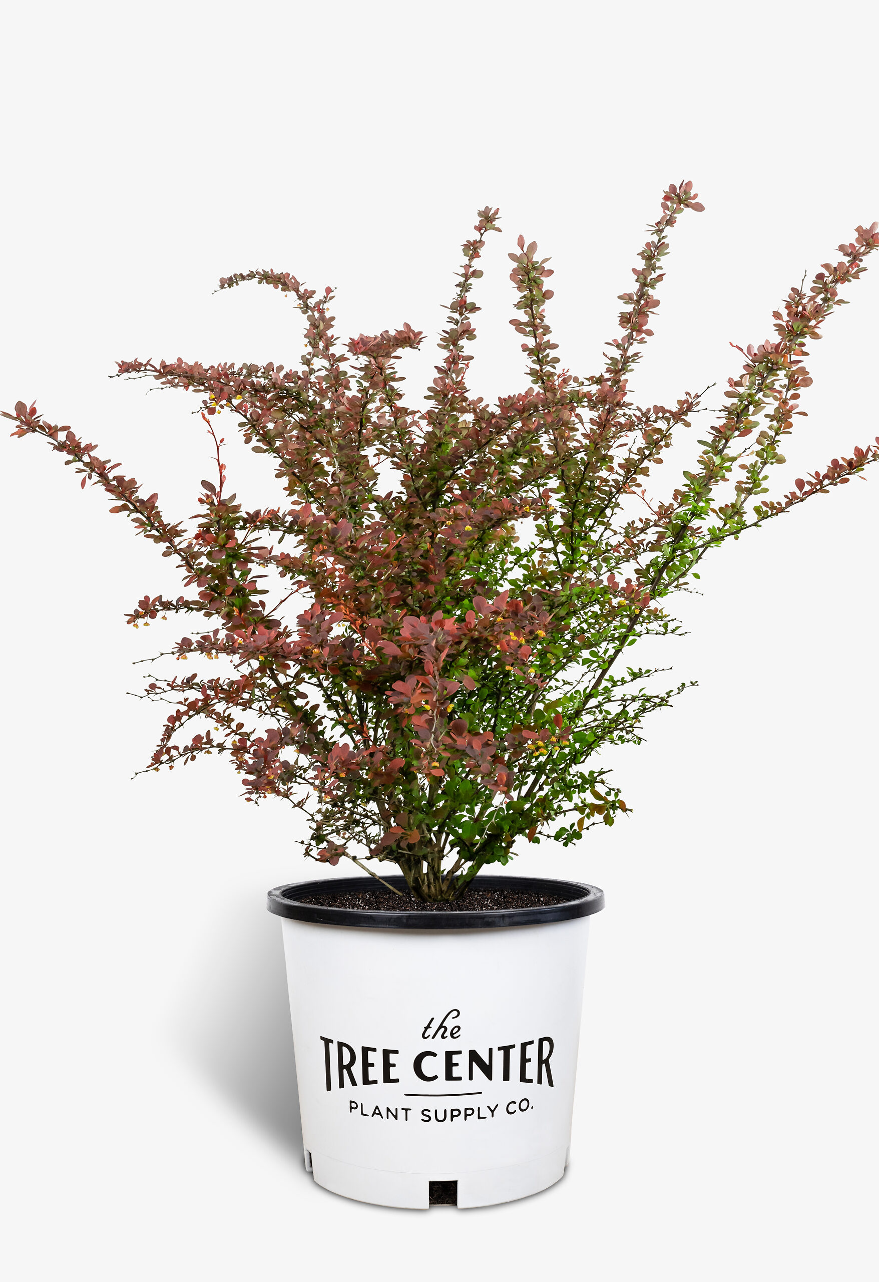 Rose Glow, Rosy Glow Barberry | The Tree Center