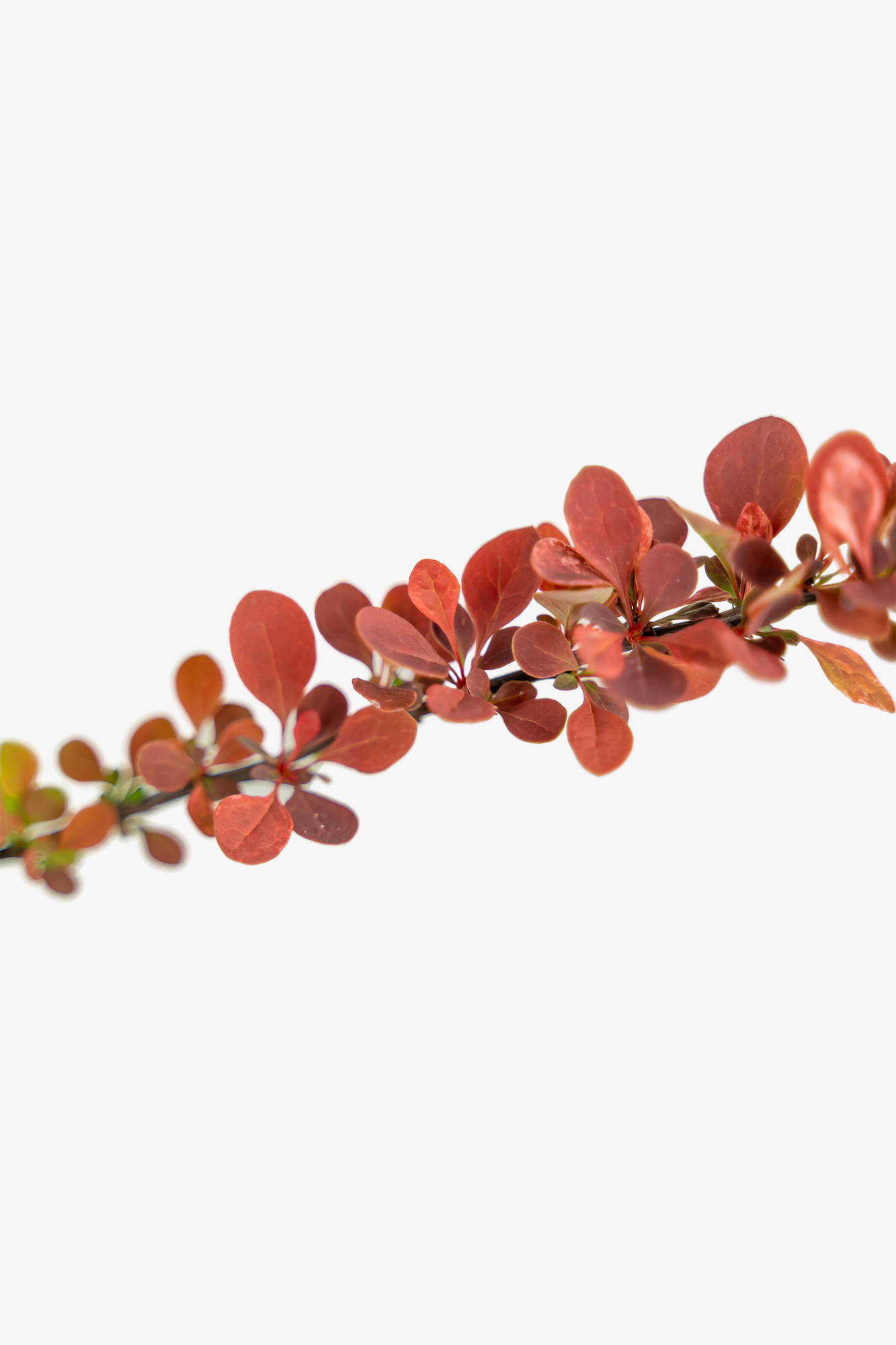 Rose Glow, Rosy Glow Barberry | The Tree Center