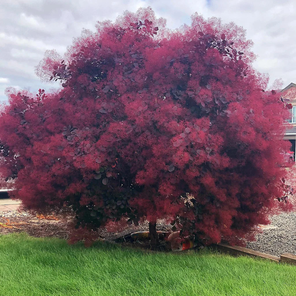 Royal Purple Smoke Trees For Sale Online | The Tree Center