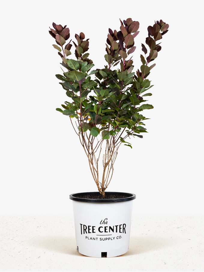 Smoke Trees For Sale | Buy Smoke Trees Online | The Tree Center