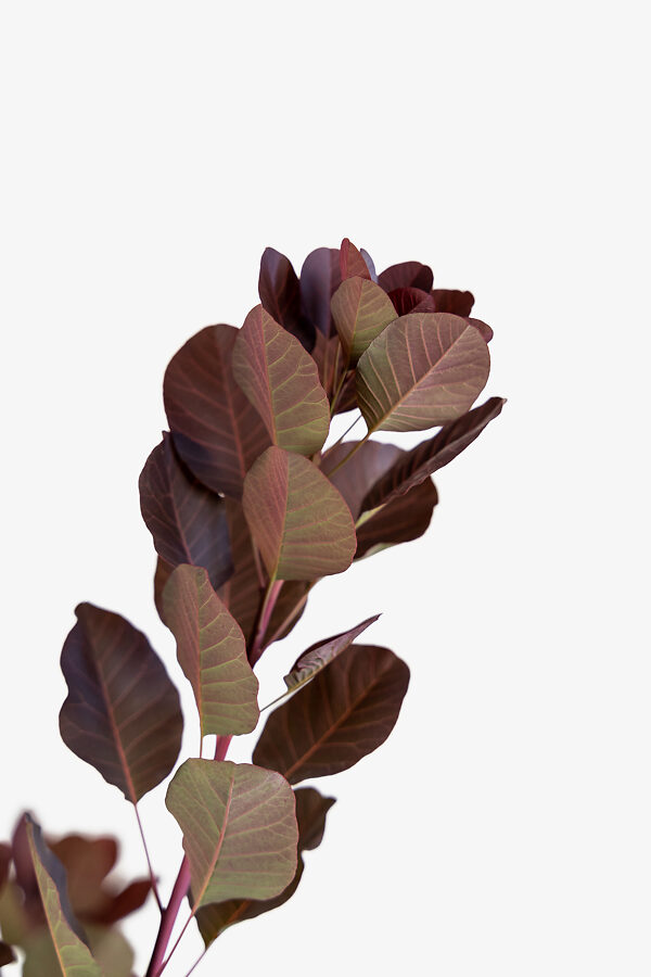 Royal Purple Smoke Trees For Sale Online | The Tree Center