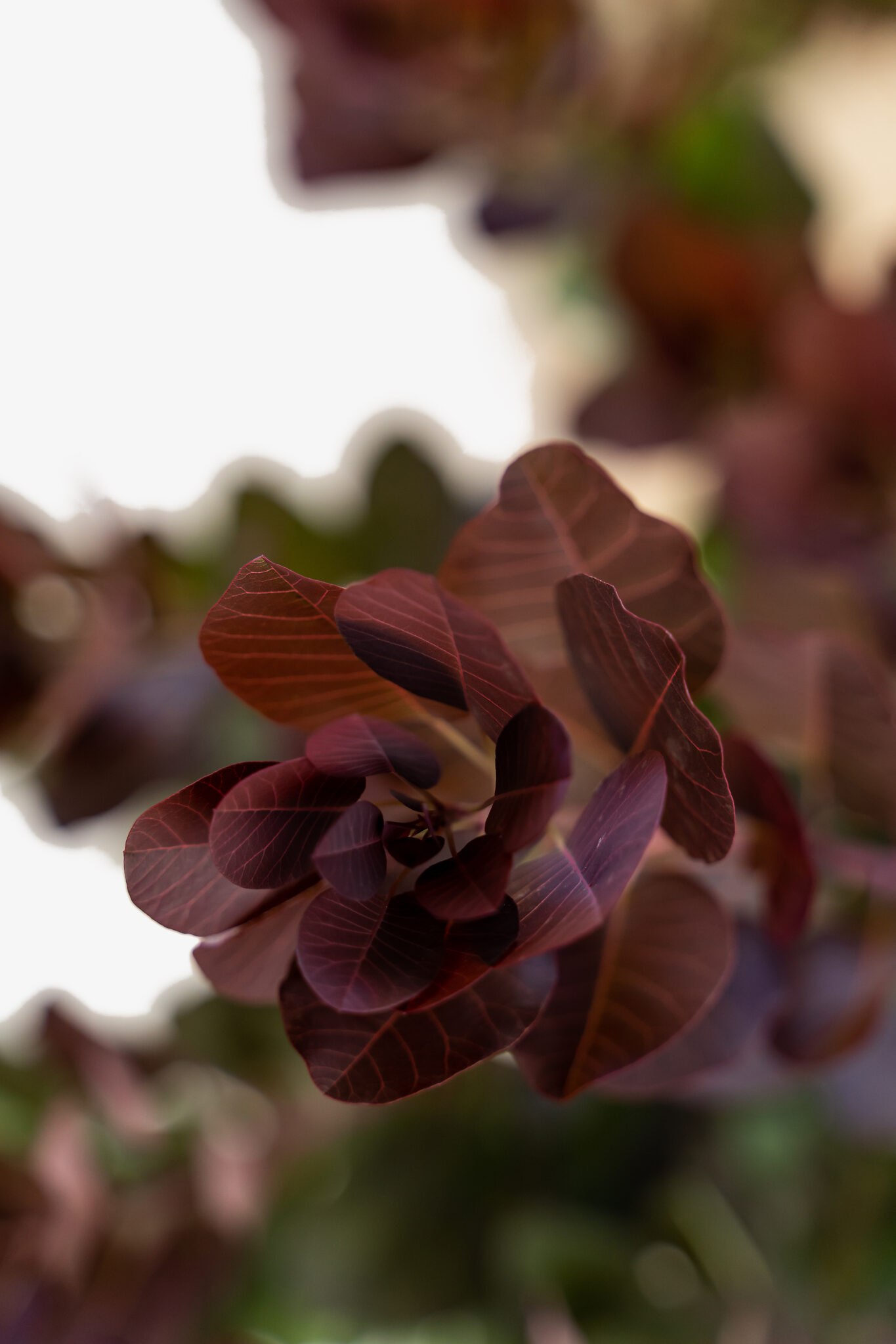 Royal Purple Smoke Trees For Sale Online | The Tree Center