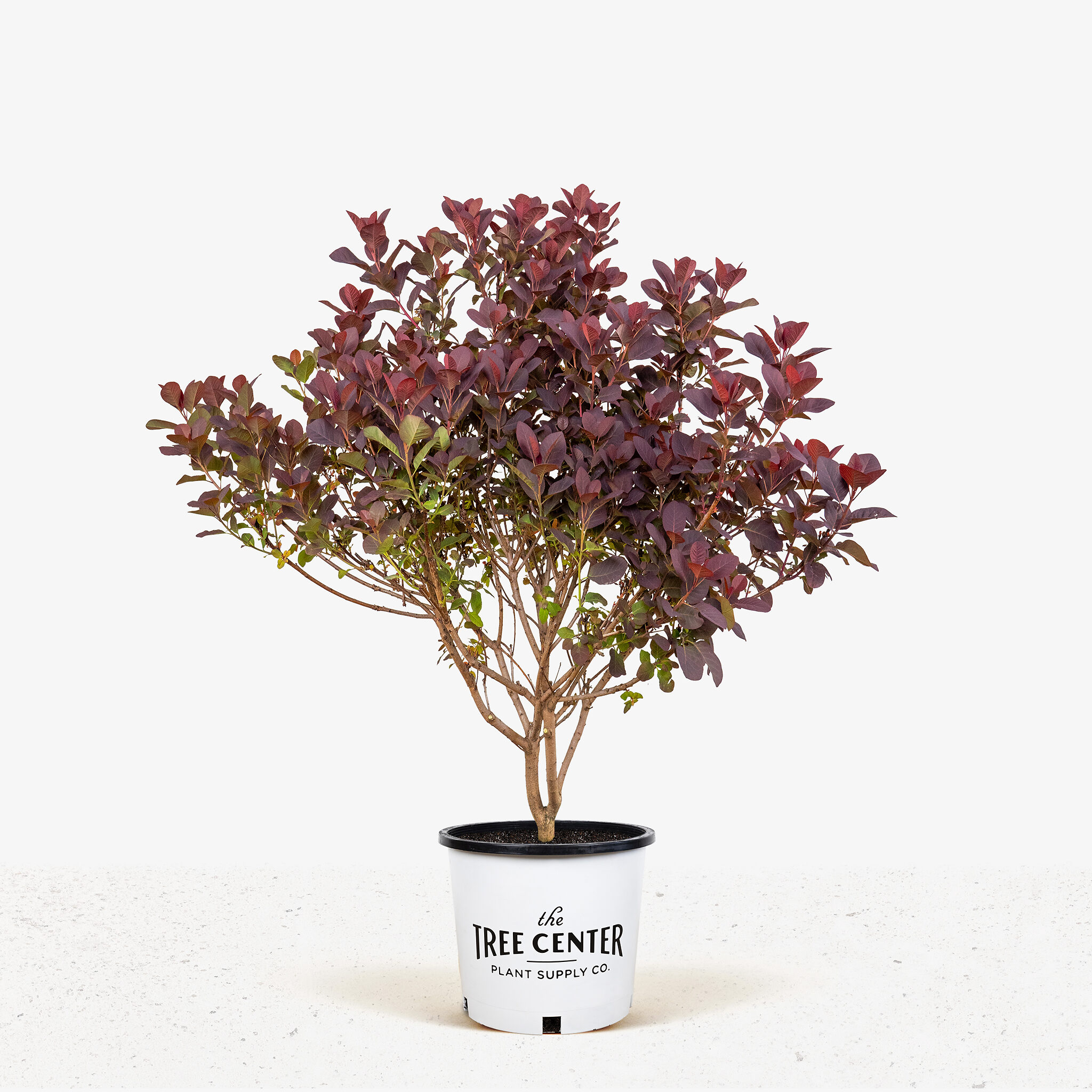 Royal Purple Smoke Trees For Sale Online | The Tree Center