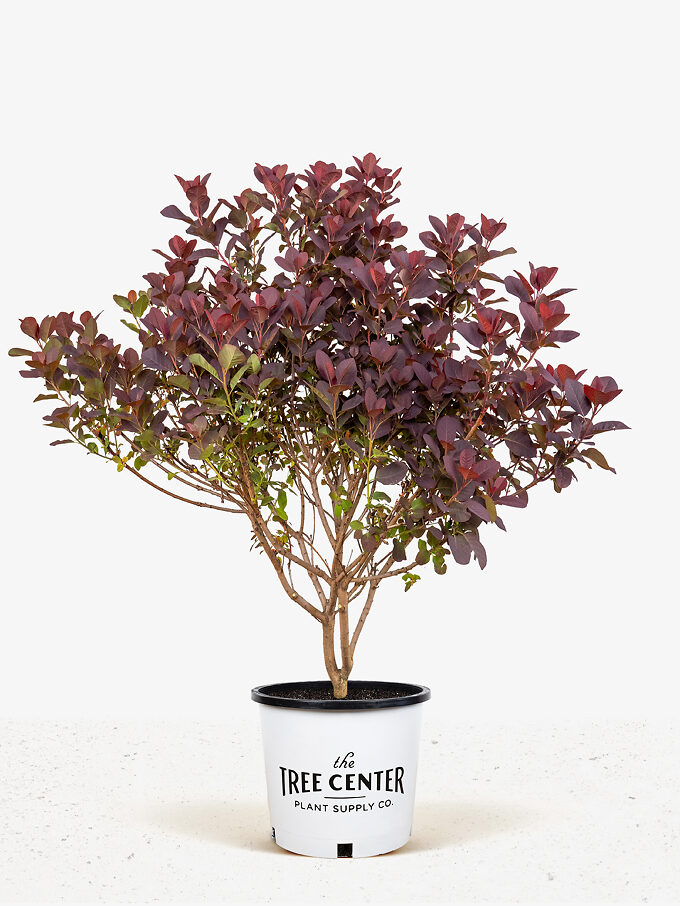 Velvet Cloak Smoke Tree For Sale Online | The Tree Center