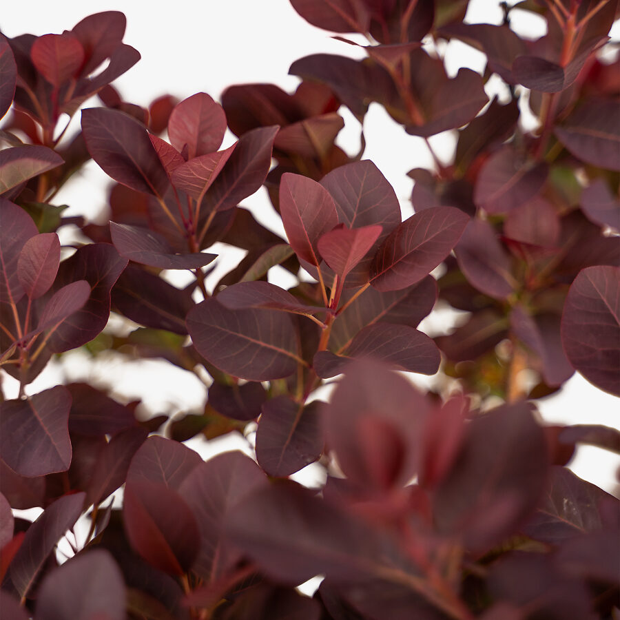 Royal Purple Smoke Trees For Sale Online | The Tree Center