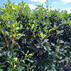 Wavy Leaf Privet Ligustrum For Sale | The Tree Center