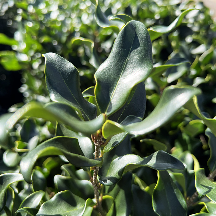Wavy Leaf Privet Ligustrum For Sale | The Tree Center