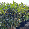 Wavy Leaf Privet Ligustrum For Sale | The Tree Center