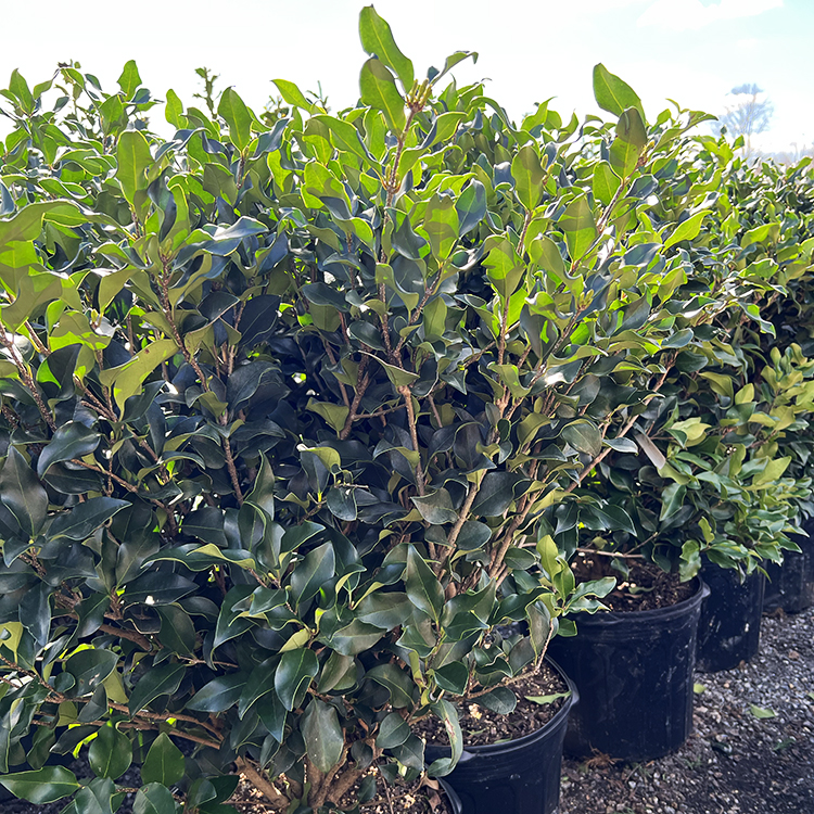 Wavy Leaf Privet Ligustrum For Sale | The Tree Center