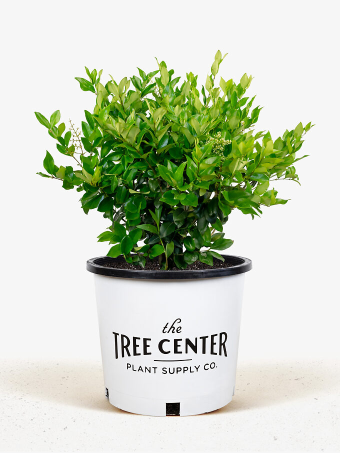 Wavy Leaf Privet Ligustrum For Sale | The Tree Center