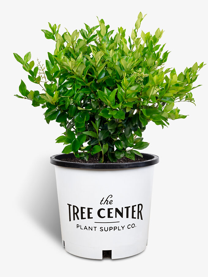 Wavy Leaf Privet Ligustrum For Sale | The Tree Center