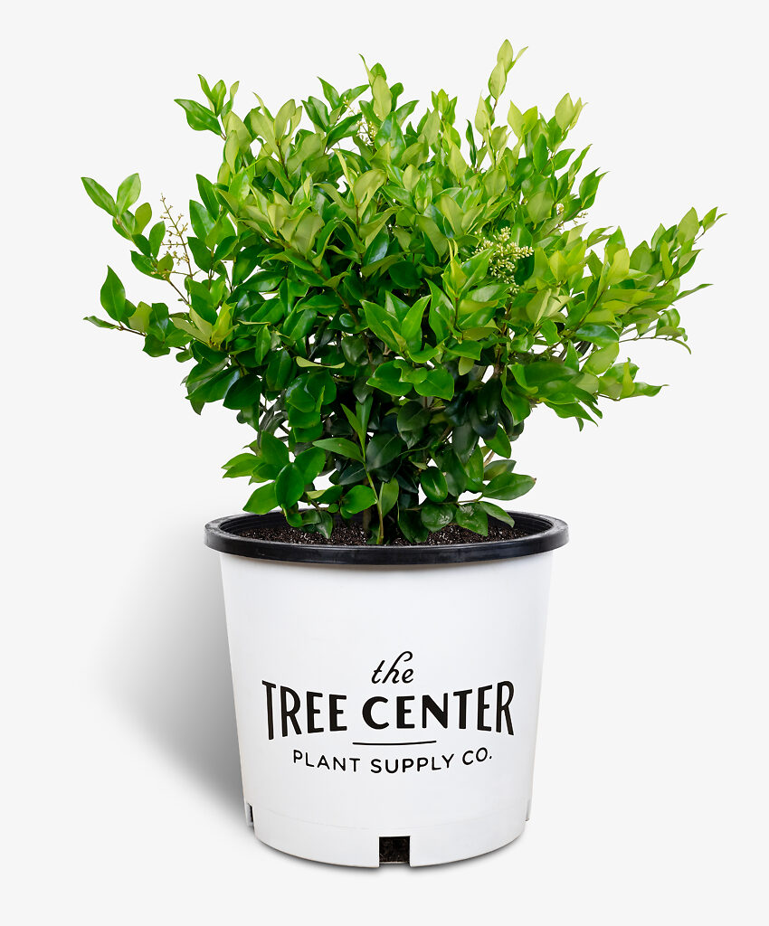 Waxleaf Privet Shrubs For Sale Online | The Tree Center