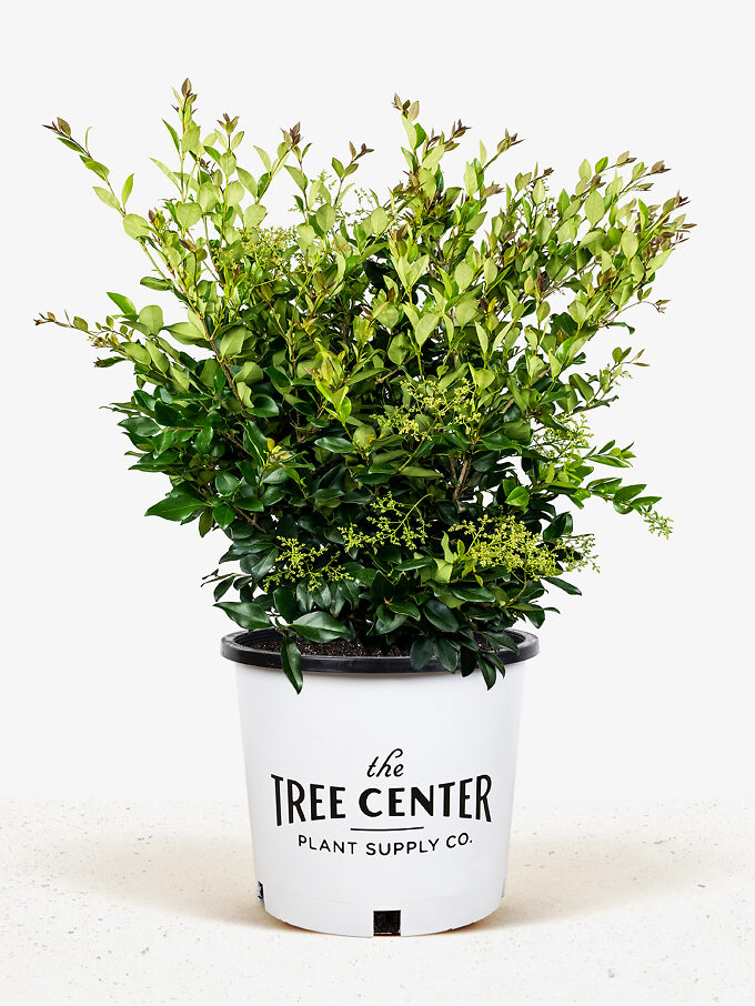 Wavy Leaf Privet Ligustrum For Sale | The Tree Center