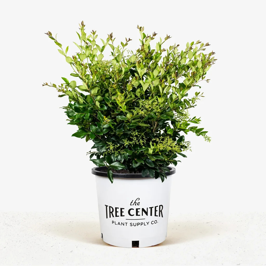 Waxleaf Privet Shrubs For Sale Online | The Tree Center