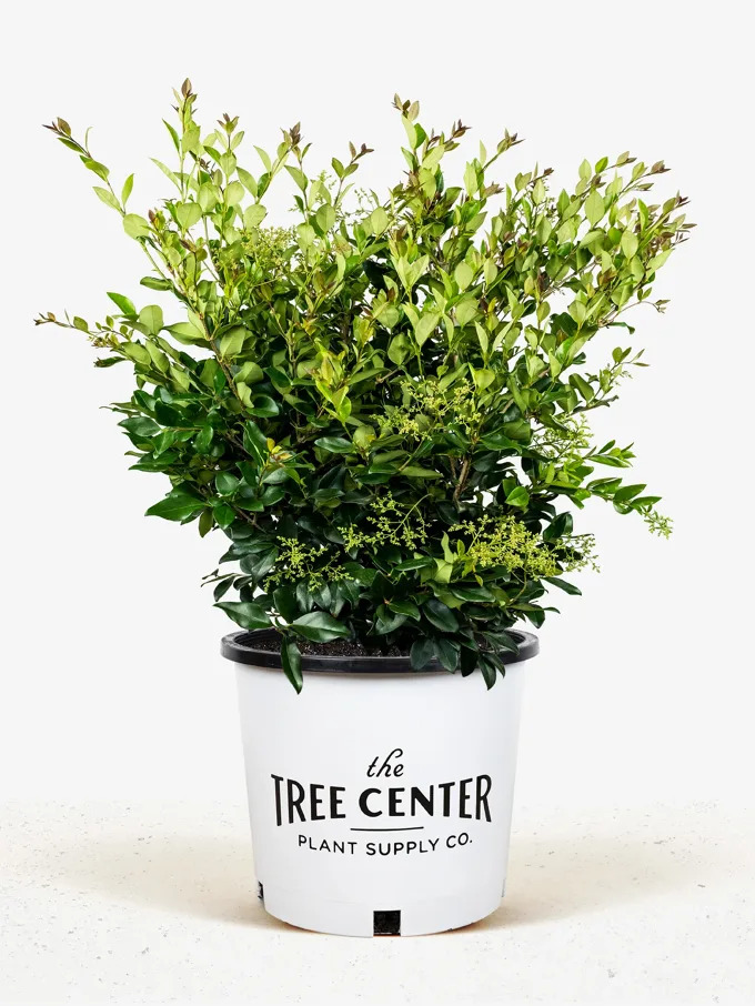 Wavy Leaf Privet Ligustrum For Sale | The Tree Center