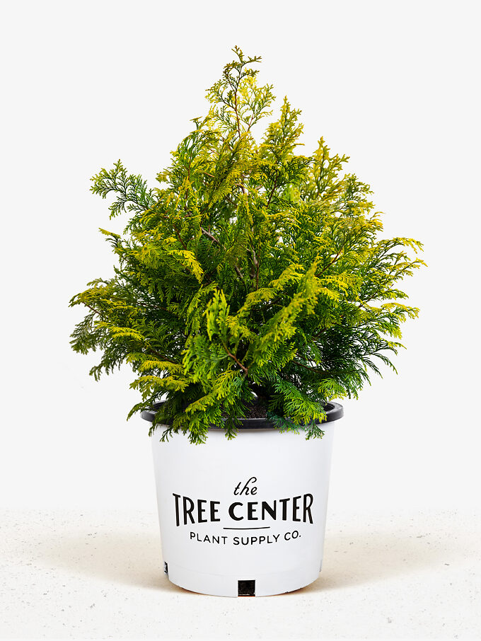 Shorty Compact Leyland Cypress For Sale Online | The Tree Center