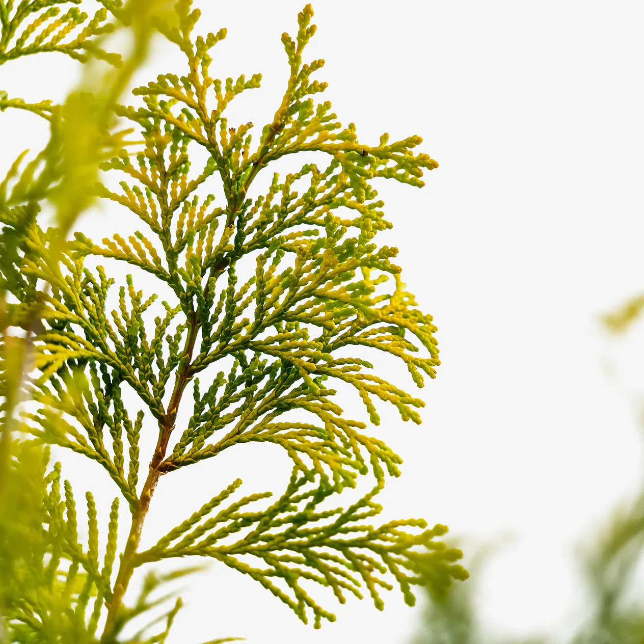 Golden Hinoki Cypress Trees For Sale | The Tree Center