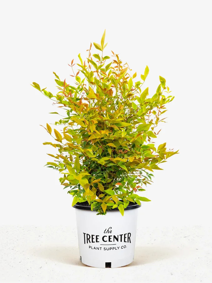 Flirt Nandina Plants For Sale Online | The Tree Center