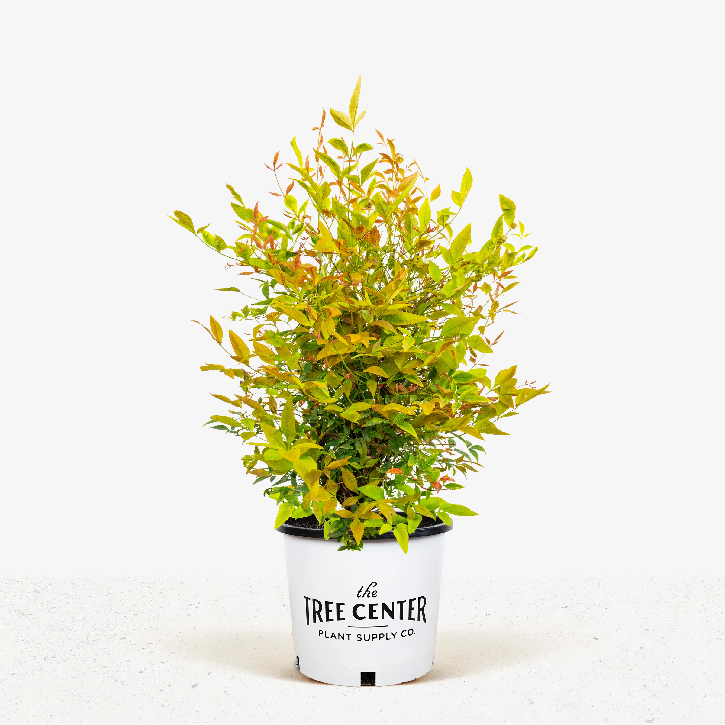 Gulf Stream Nandina Shrubs For Sale | The Tree Center