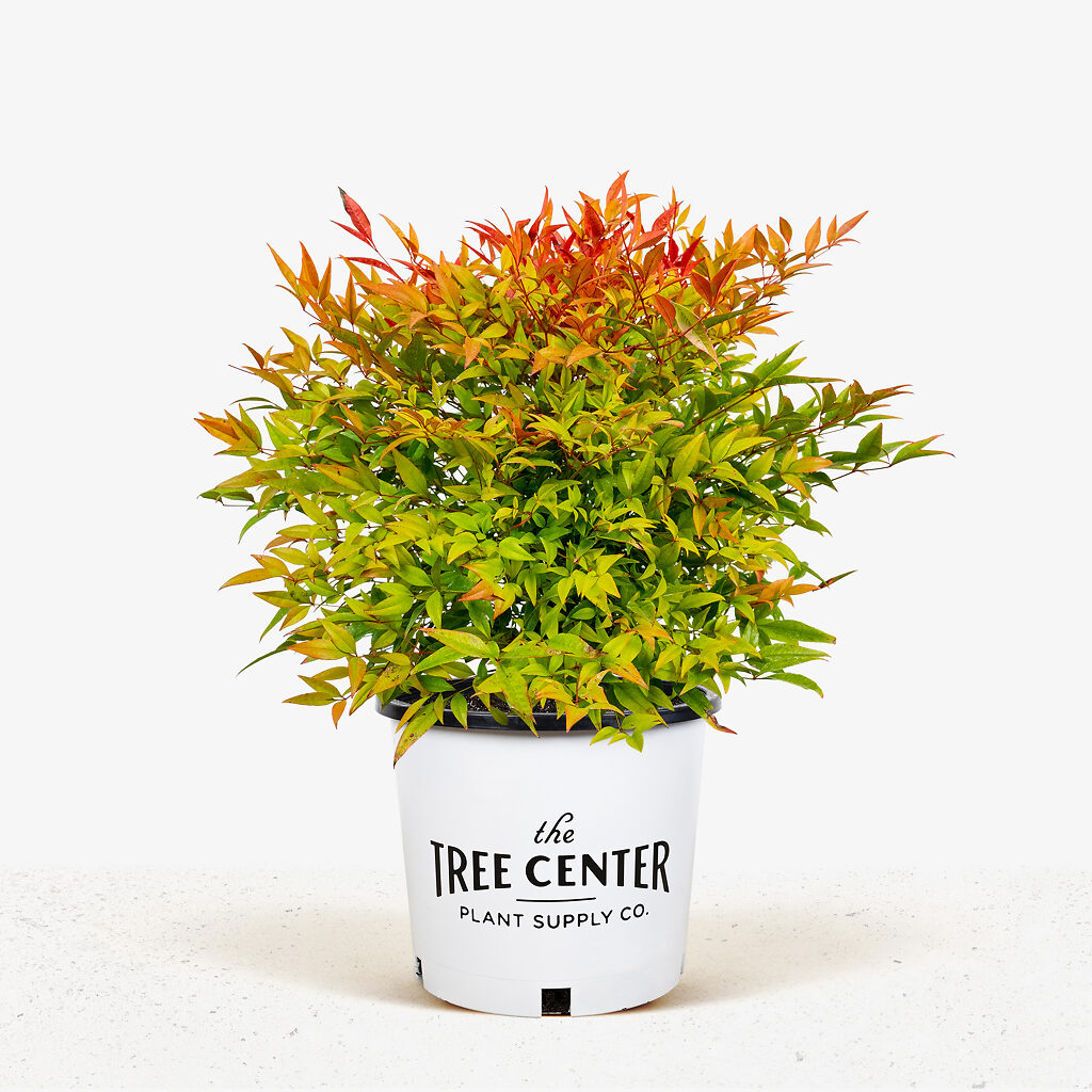 Moon Bay Nandina Plants For Sale Online | The Tree Center