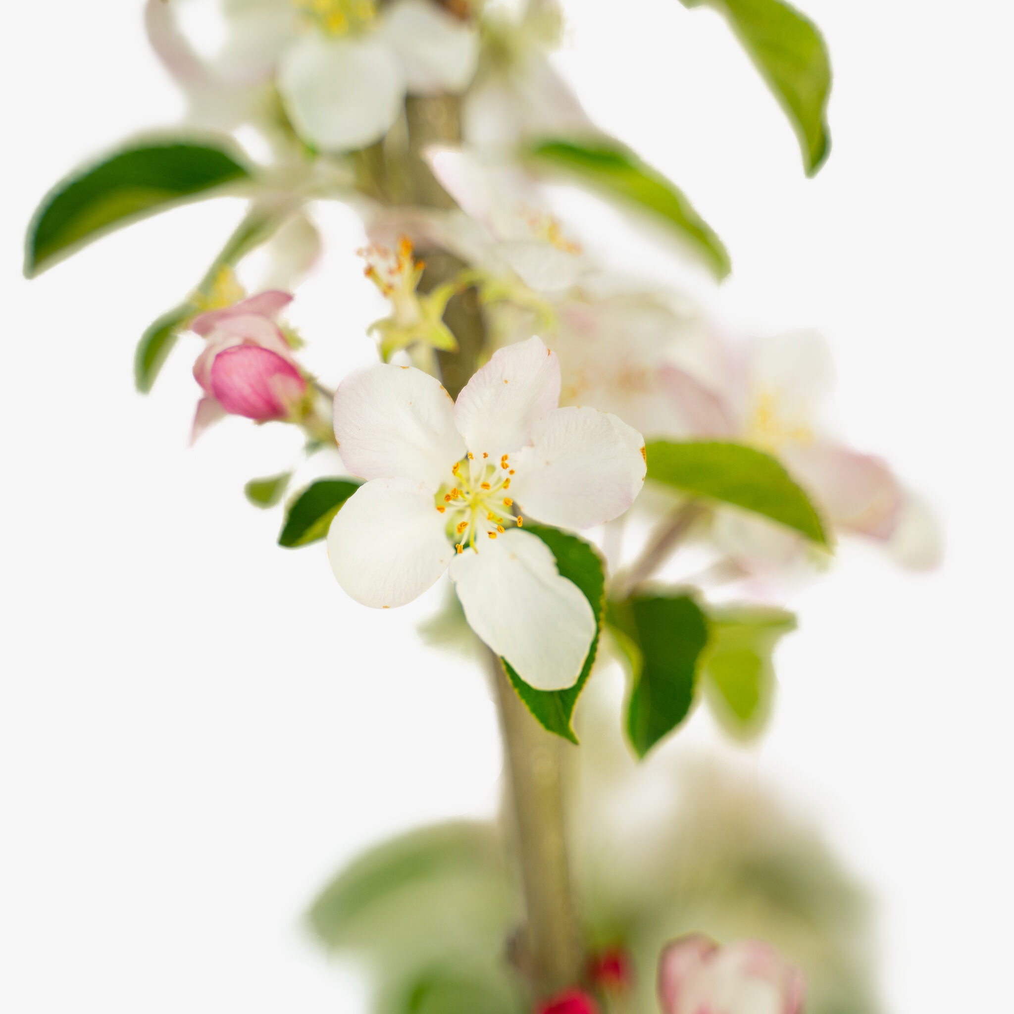 Pink Lady Apple Trees For Sale Online | The Tree Center