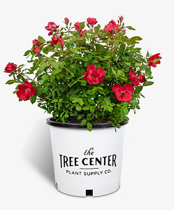 Red Knockout Rose Bushes For Sale Online | The Tree Center