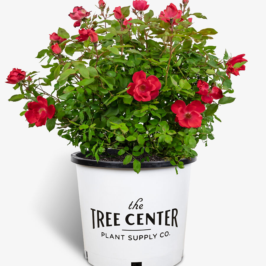 Red Knockout Rose Bushes For Sale Online | The Tree Center