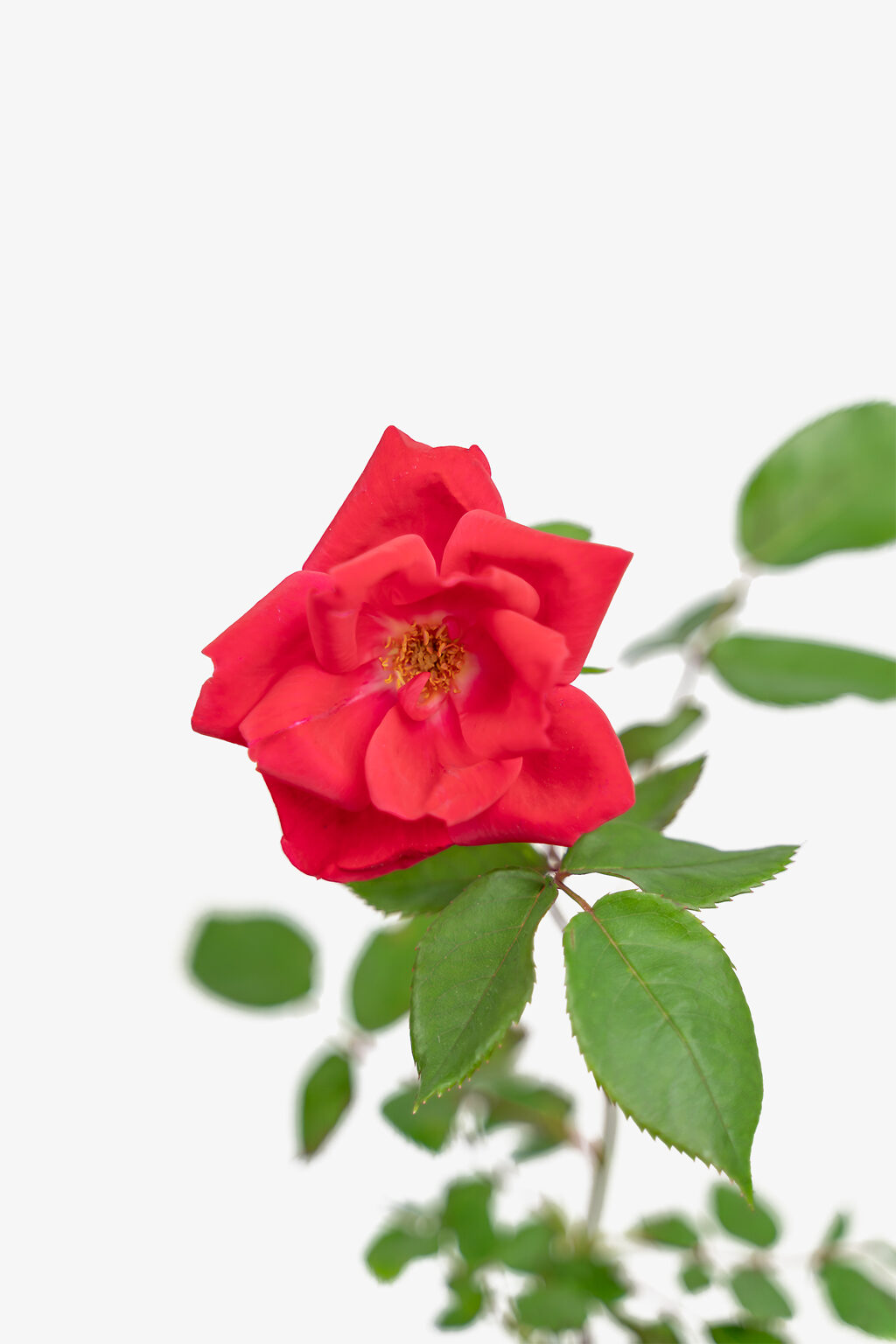 Red Knockout Rose Bushes For Sale Online | The Tree Center