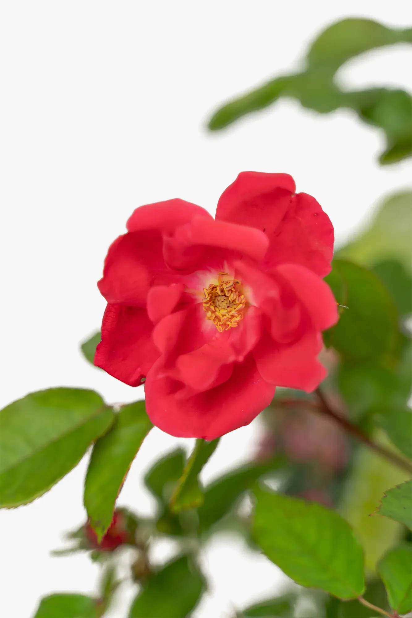 Red Knockout Rose Bushes For Sale Online | The Tree Center