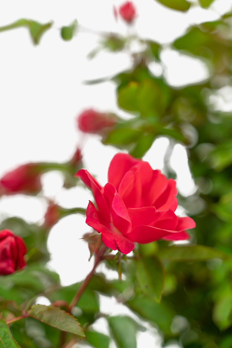 Red Knockout Rose Bushes For Sale Online | The Tree Center