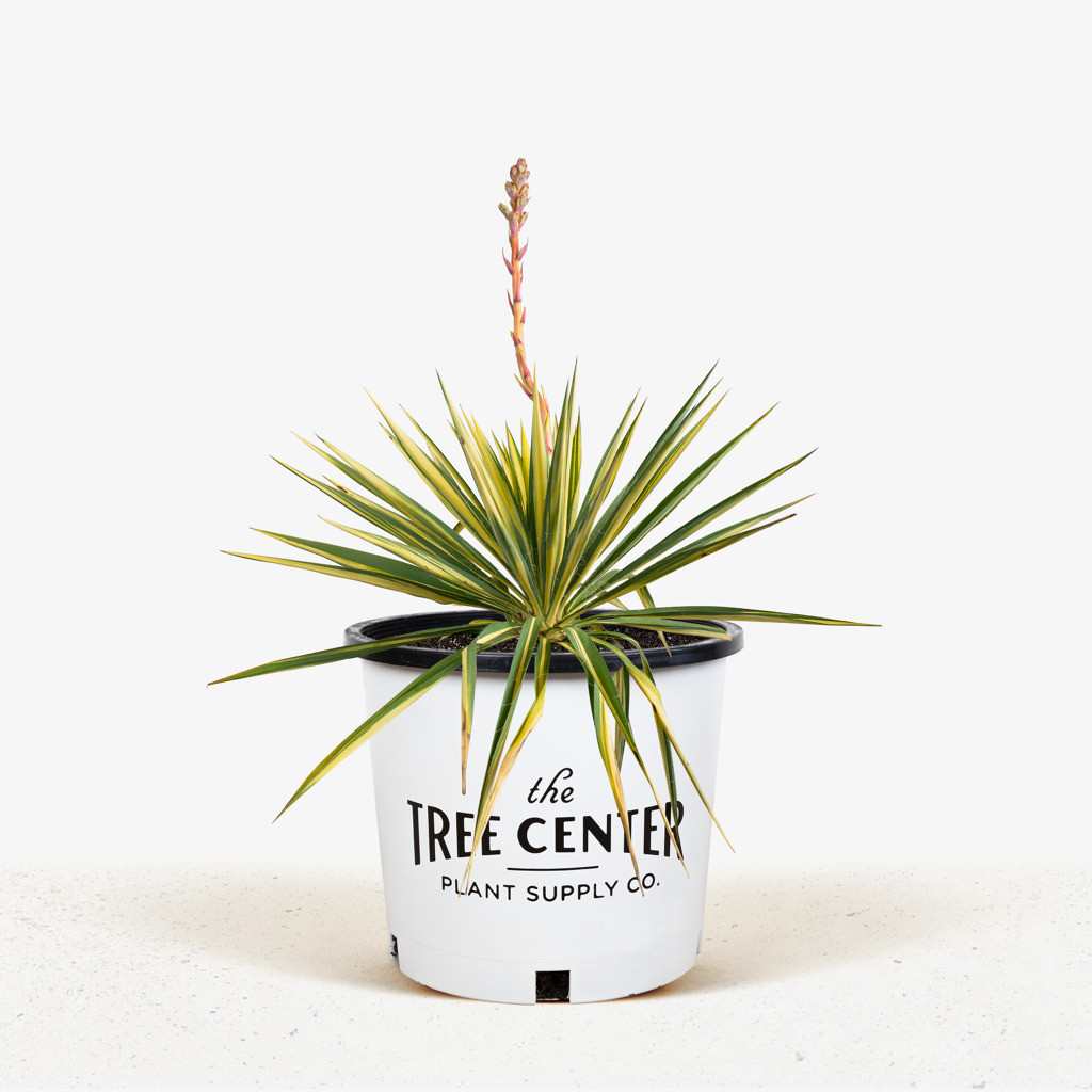 Color Guard Yucca Plants For Sale Online | The Tree Center