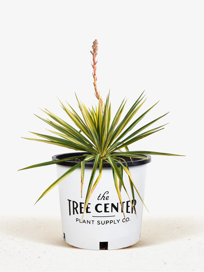 Yucca Plants For Sale Online | The Tree Center