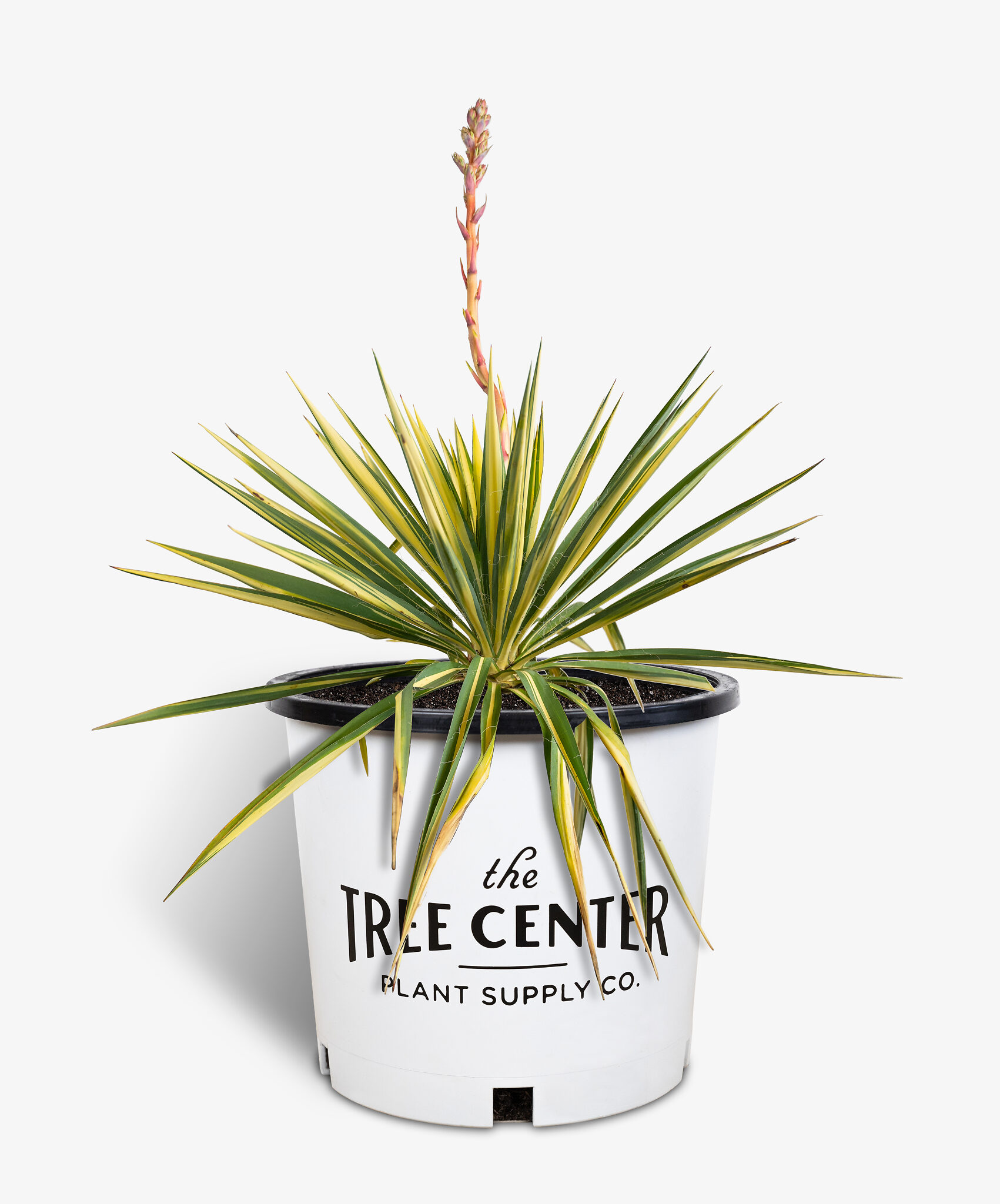 Color Guard Yucca Plants For Sale Online | The Tree Center