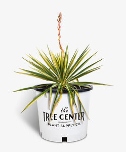 Color Guard Yucca Plants For Sale Online | The Tree Center