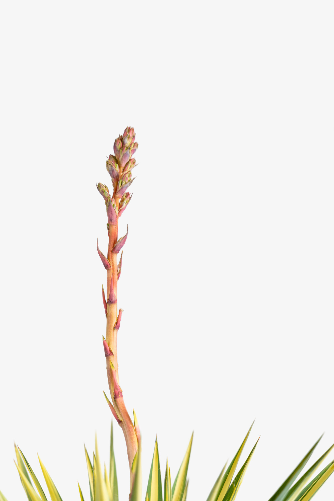 Color Guard Yucca Plants For Sale Online | The Tree Center