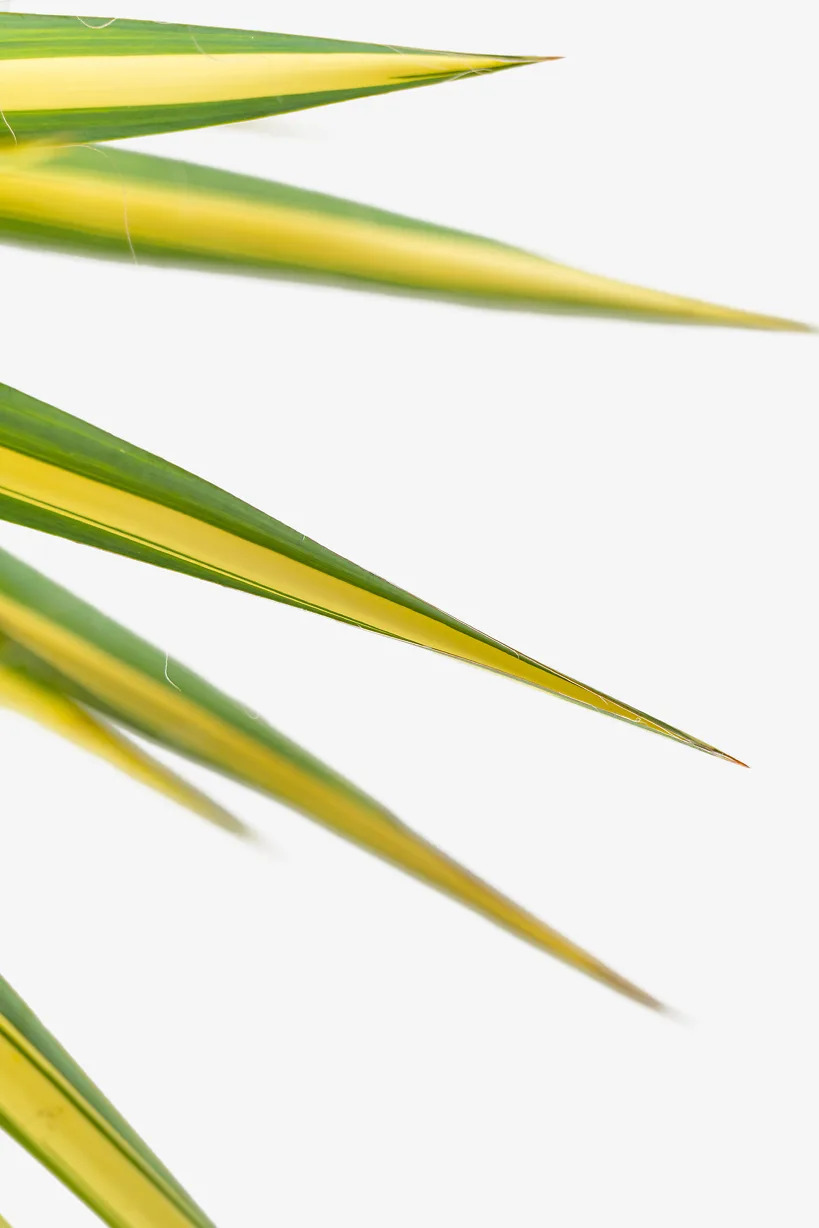 Color Guard Yucca Plants For Sale Online | The Tree Center