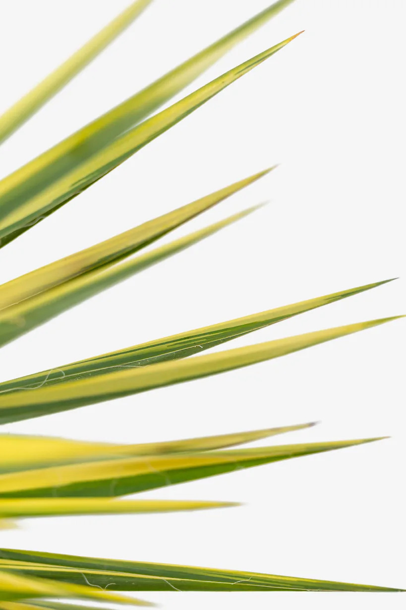 Color Guard Yucca Plants For Sale Online | The Tree Center