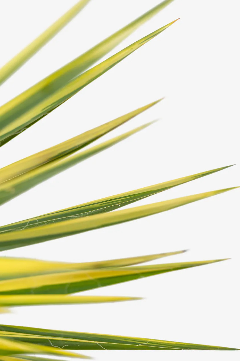 Color Guard Yucca Plants For Sale Online | The Tree Center