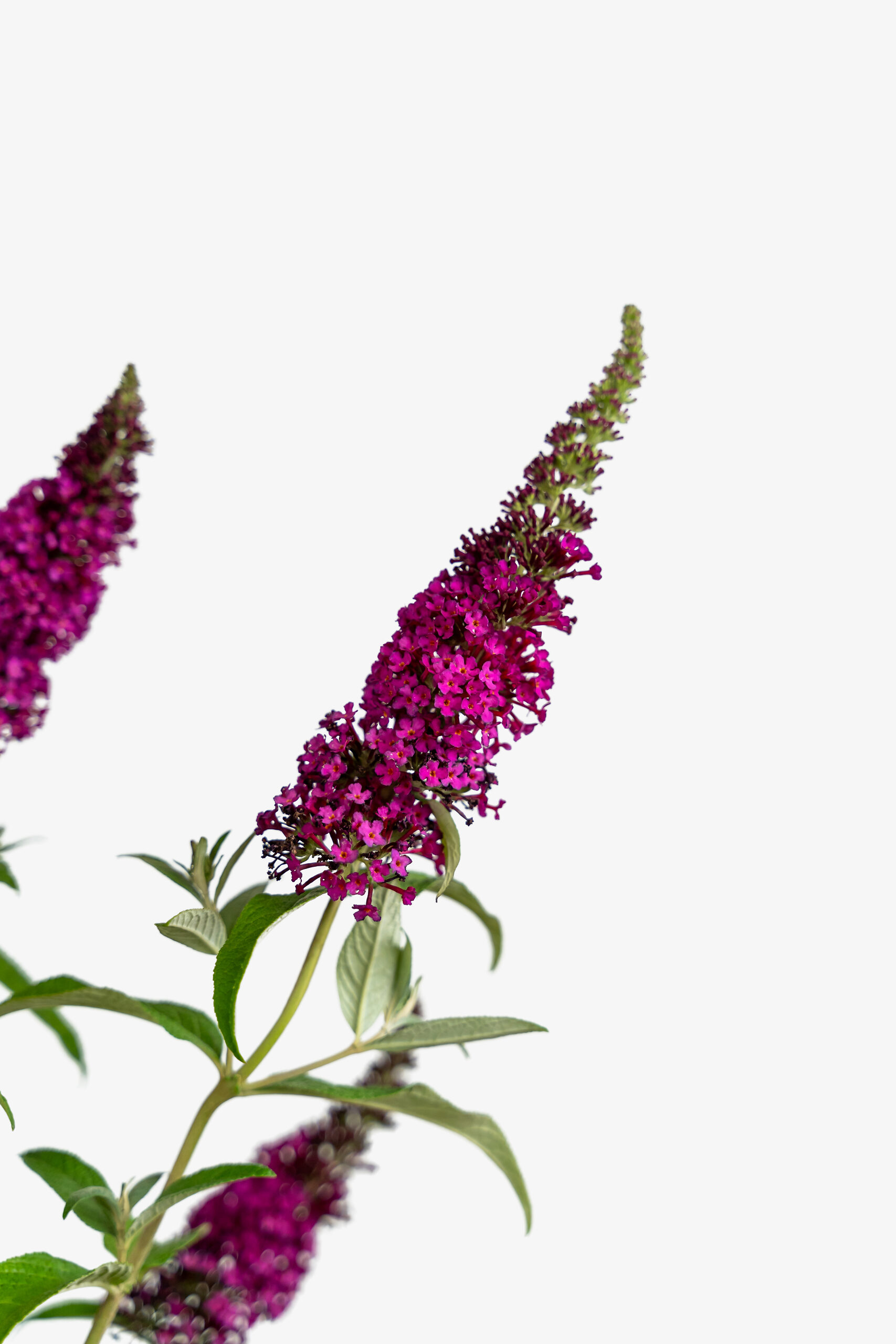 Miss Molly Butterfly Bush For Sale Online | The Tree Center