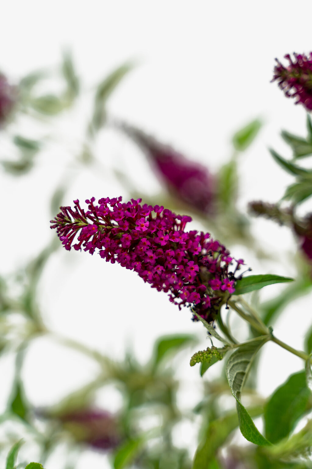 Miss Molly Butterfly Bush For Sale Online | The Tree Center