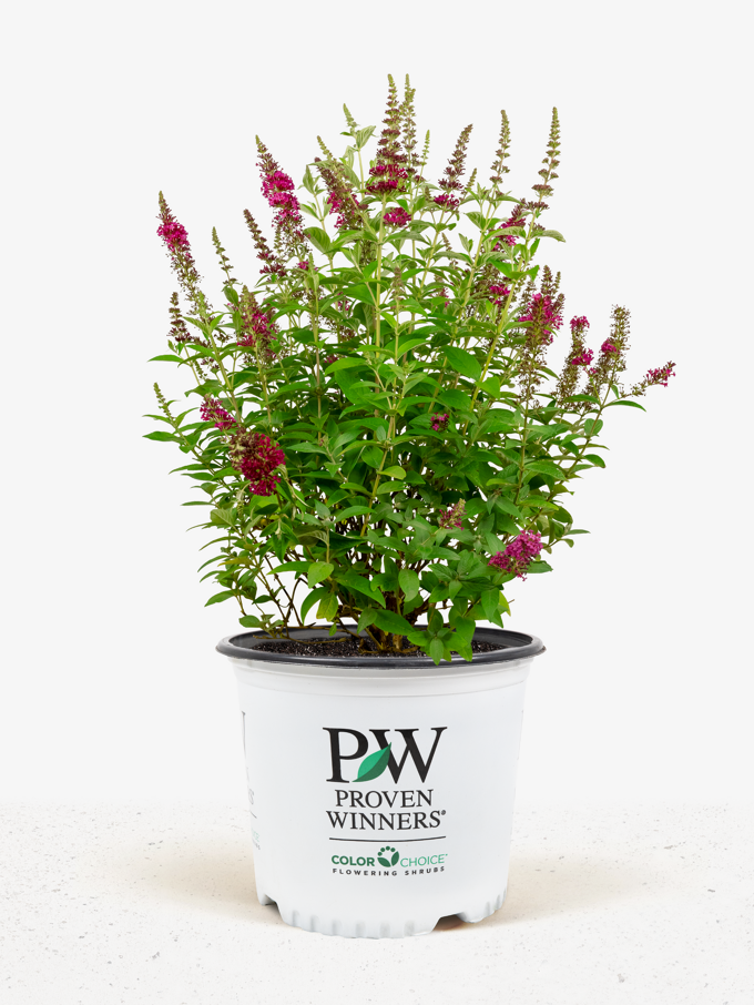 Pink Delight Butterfly Bush For Sale | The Tree Center