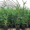 Murray Cypress Trees For Sale Online | The Tree Center