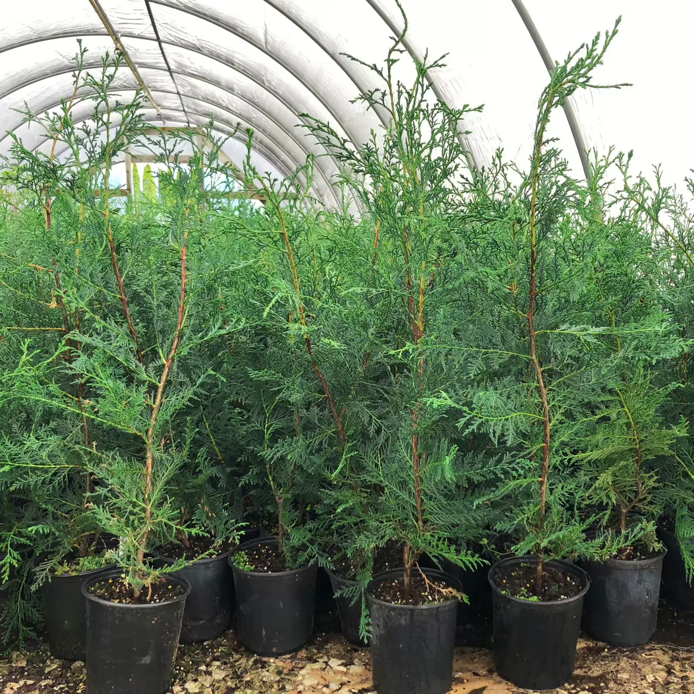 Murray Cypress Trees For Sale Online | The Tree Center