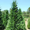 Murray Cypress Trees For Sale Online | The Tree Center