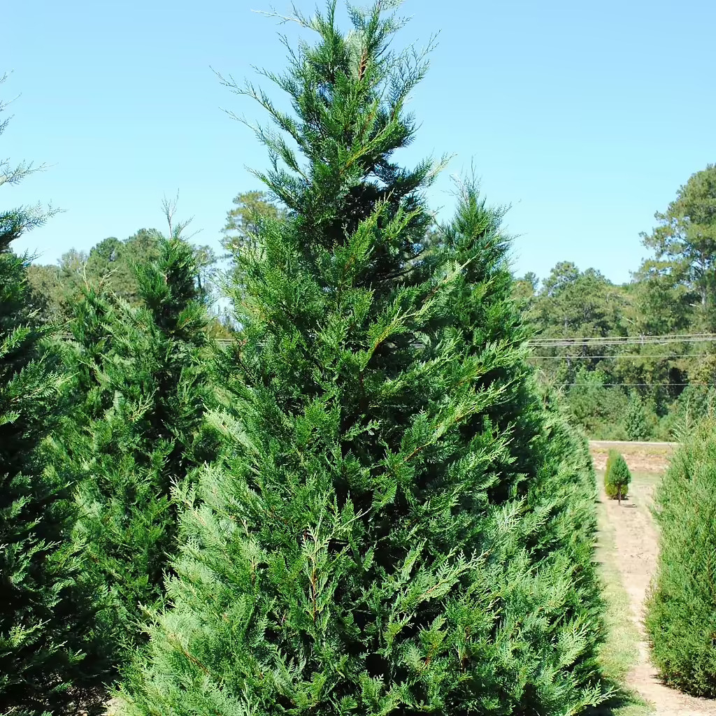 Murray Cypress Trees For Sale Online | The Tree Center