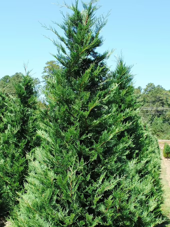 Privacy Trees For Sale Online | The Tree Center
