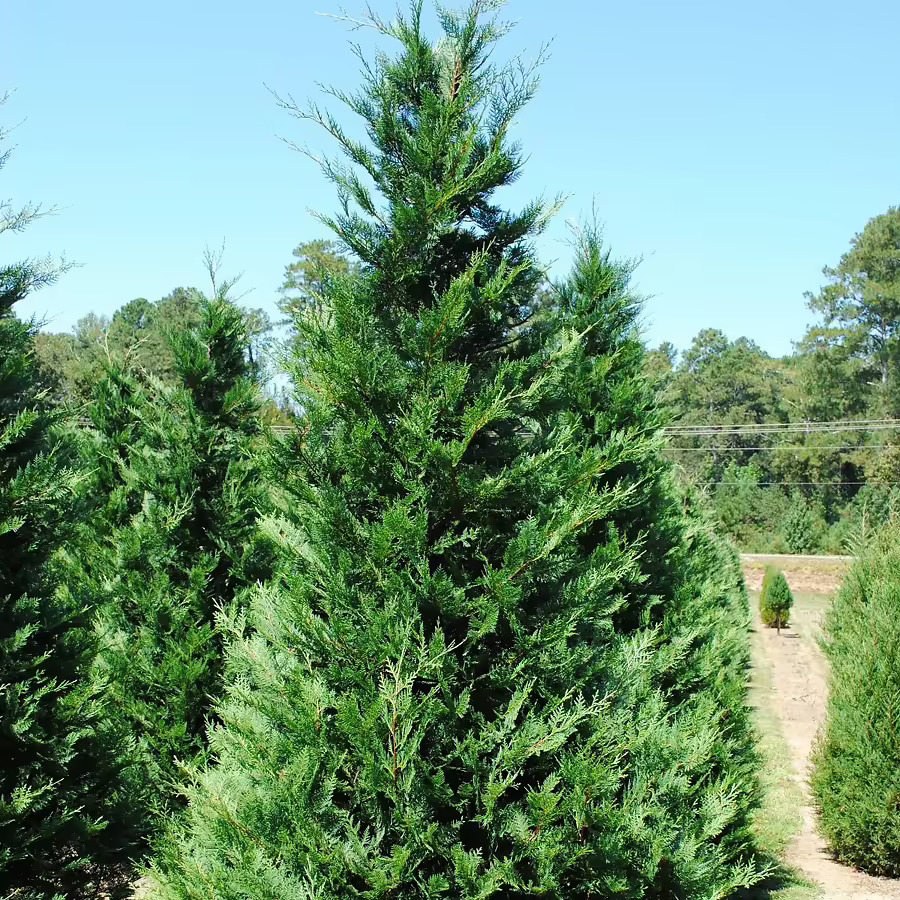 Extraordinary Murray Cypress Tree Pictures