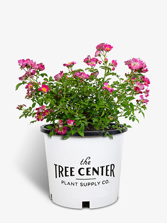 Coral Drift® Rose Bushes For Sale | The Tree Center