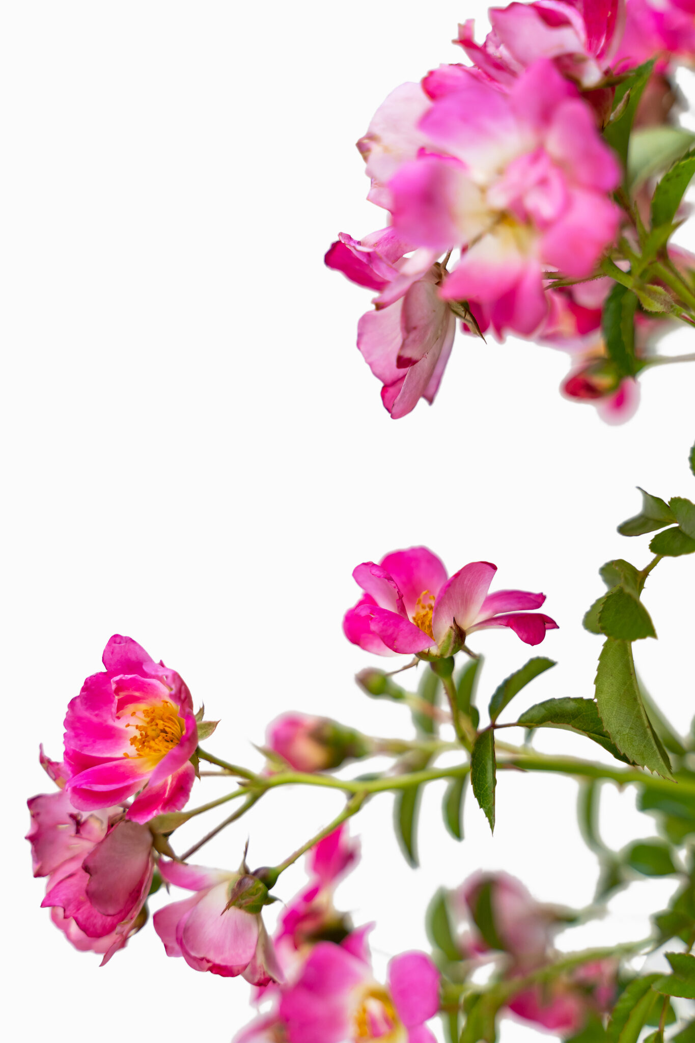 Pink Drift Rose Bushes For Sale Online | The Tree Center